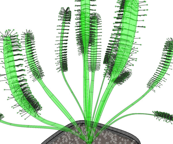 ArtStation - 3D Sundew | Resources