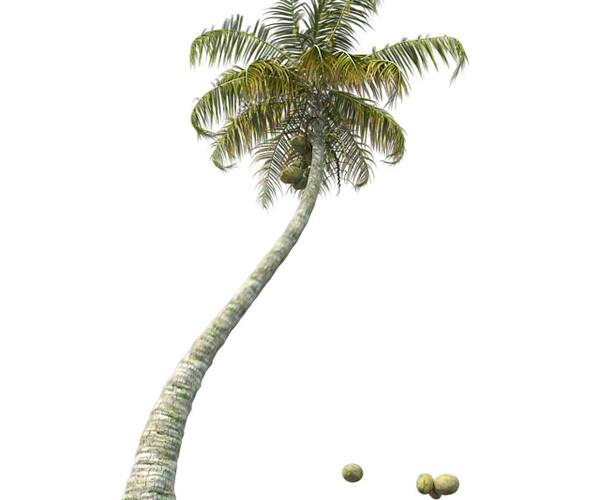 ArtStation - Chinese Fan Palm Tree | Resources