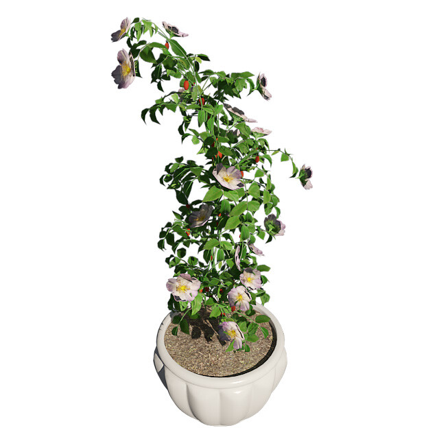 ArtStation - Dog Rose in Pot | Game Assets