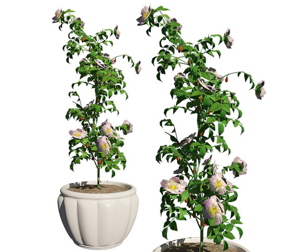 ArtStation - Dog Rose in Pot | Game Assets