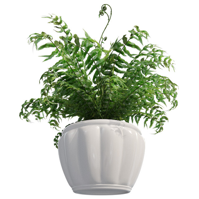 ArtStation - Western Sword Fern in Pot | Game Assets