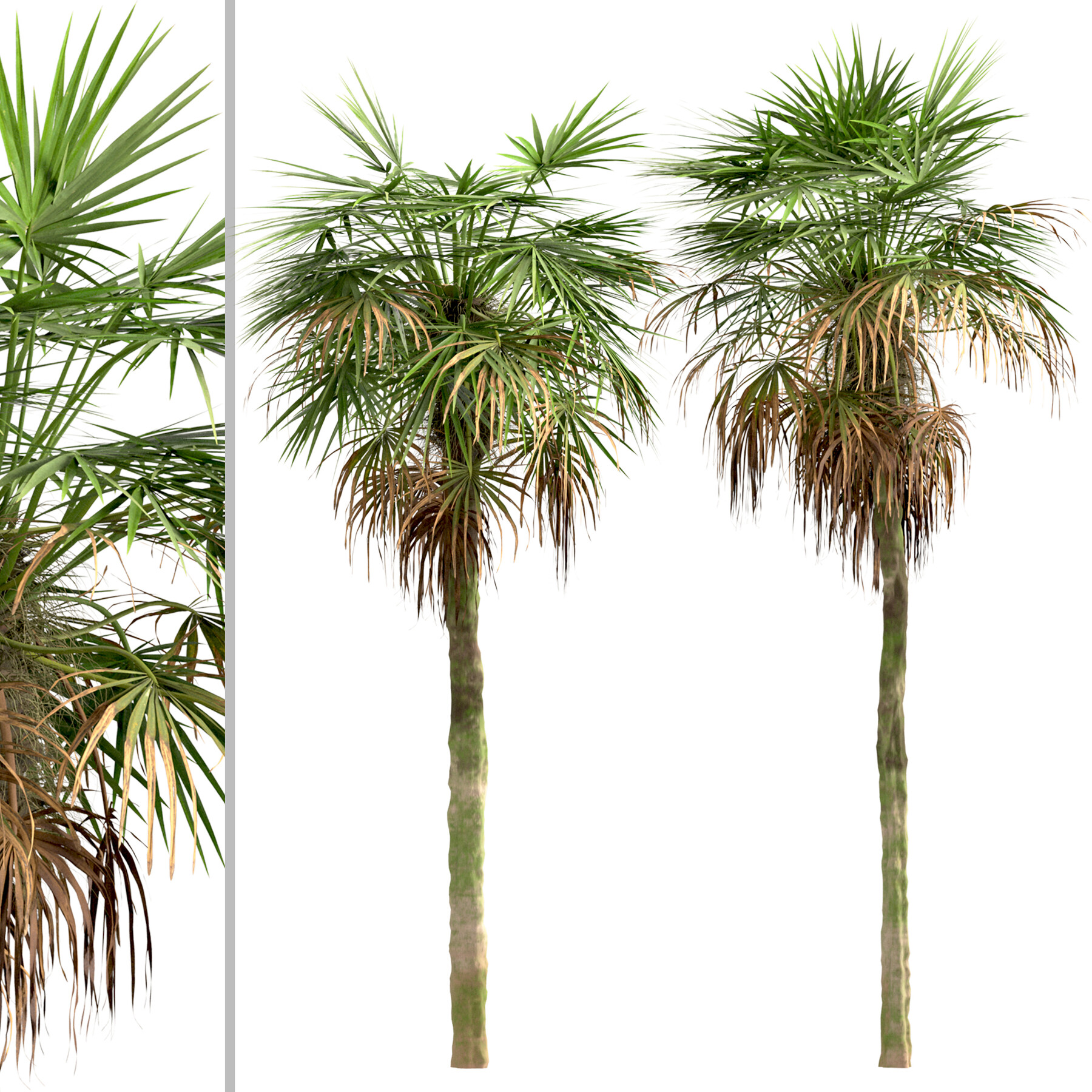 ArtStation - Set of Trachycarpus Fortunei Palm trees (Chinese windmill ...