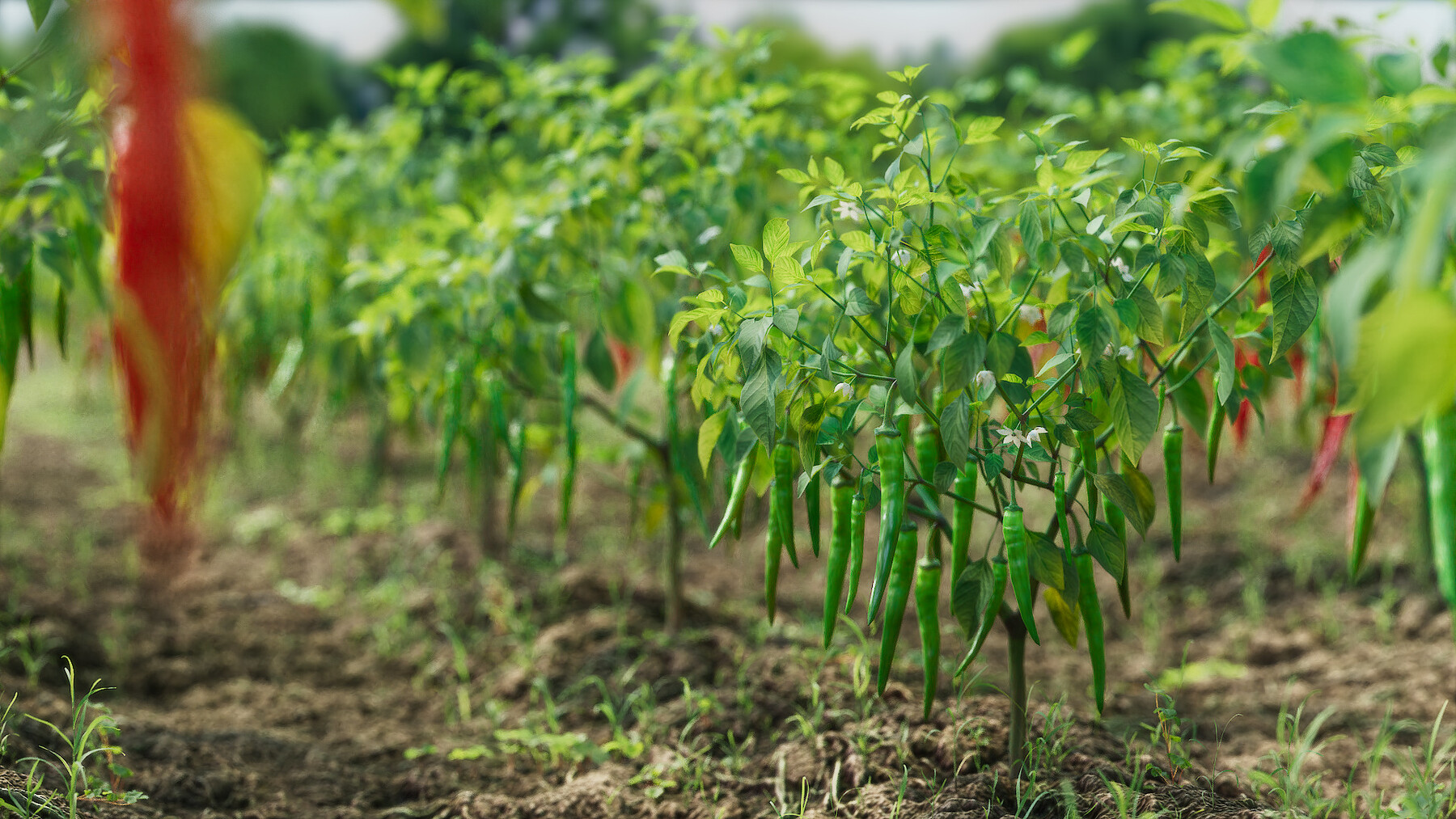 ArtStation - 3D Crop Collection | Resources