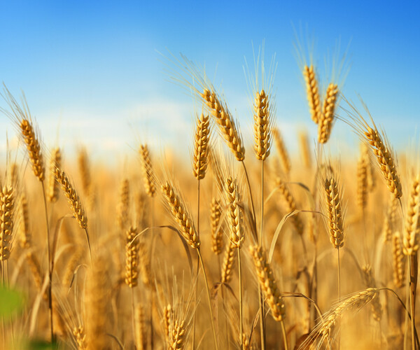 ArtStation - 3D Crop Collection | Resources