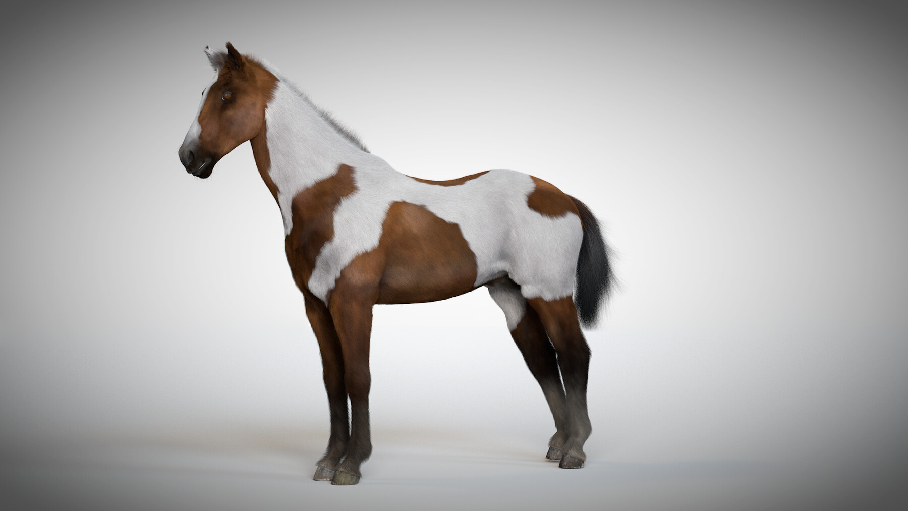 ArtStation - Stallion - Rigged & Animated Horse | Resources