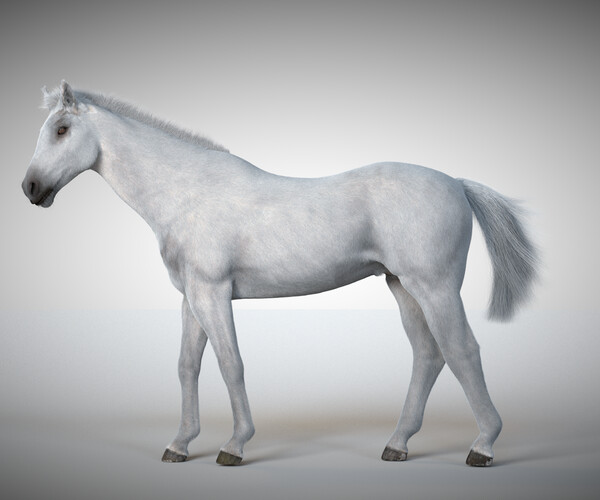 ArtStation - Stallion - Rigged & Animated Horse | Resources