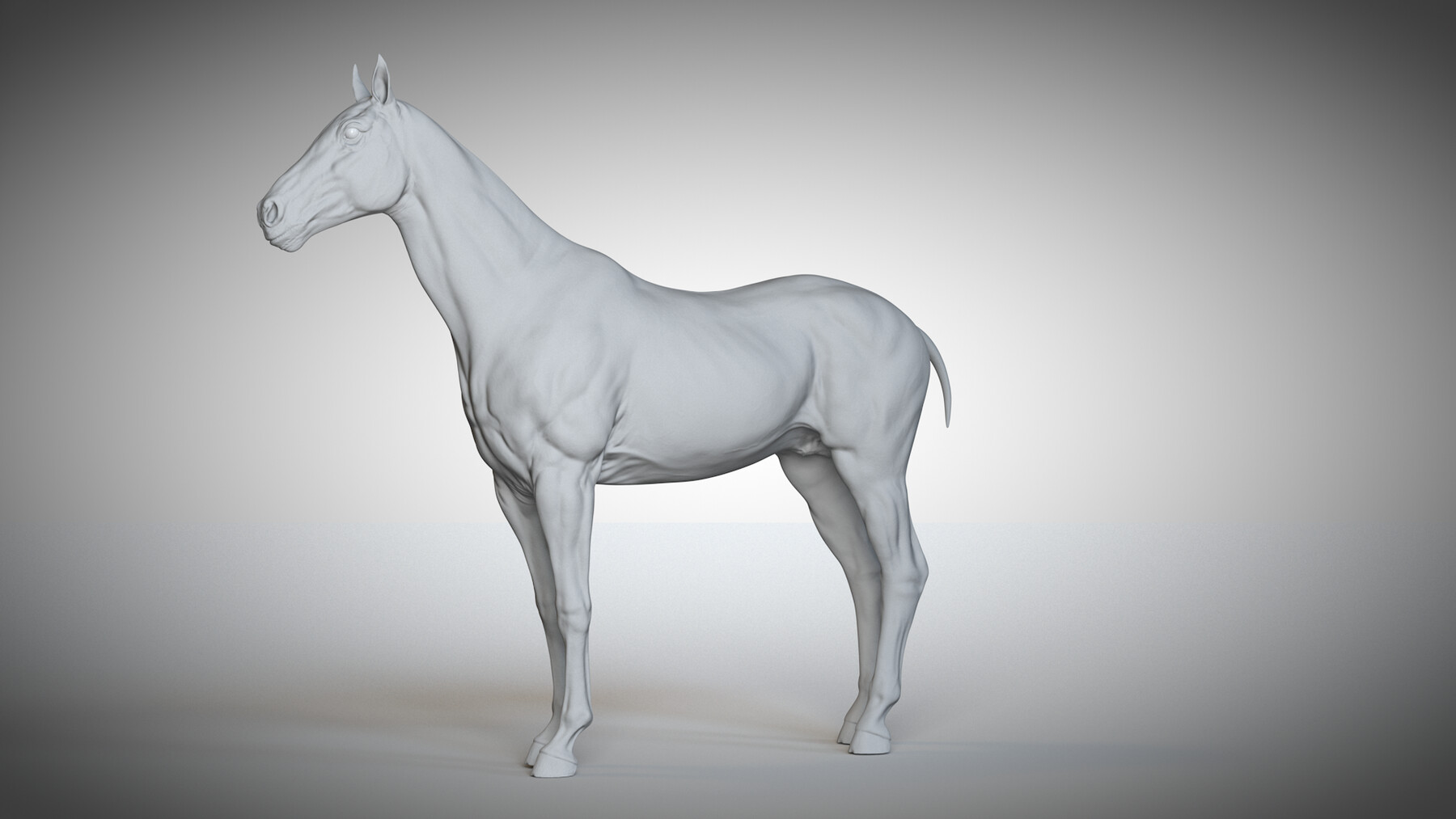 ArtStation - Stallion - Rigged & Animated Horse | Resources
