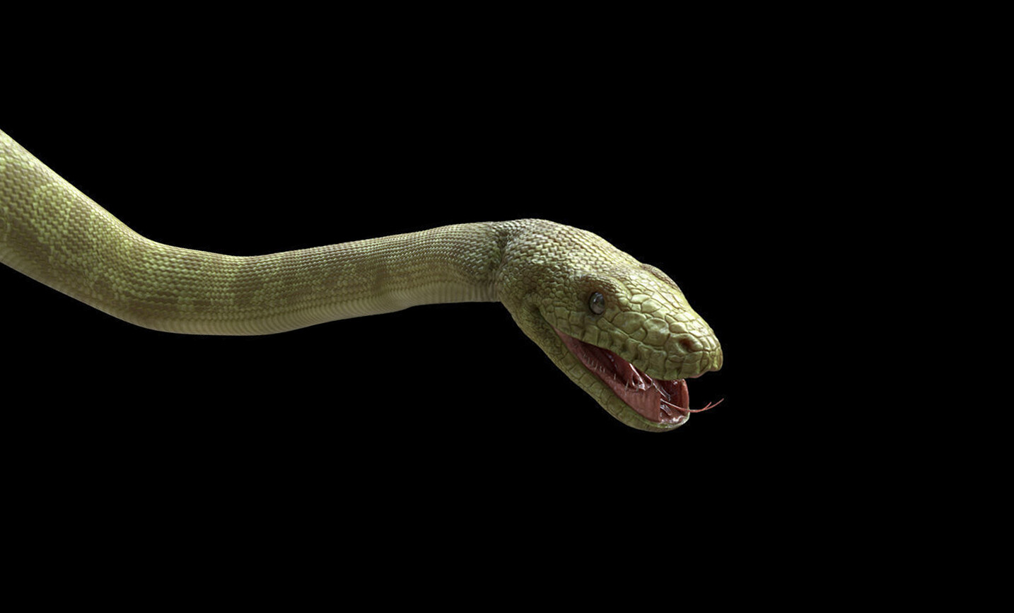 ArtStation - Green Boa | Game Assets