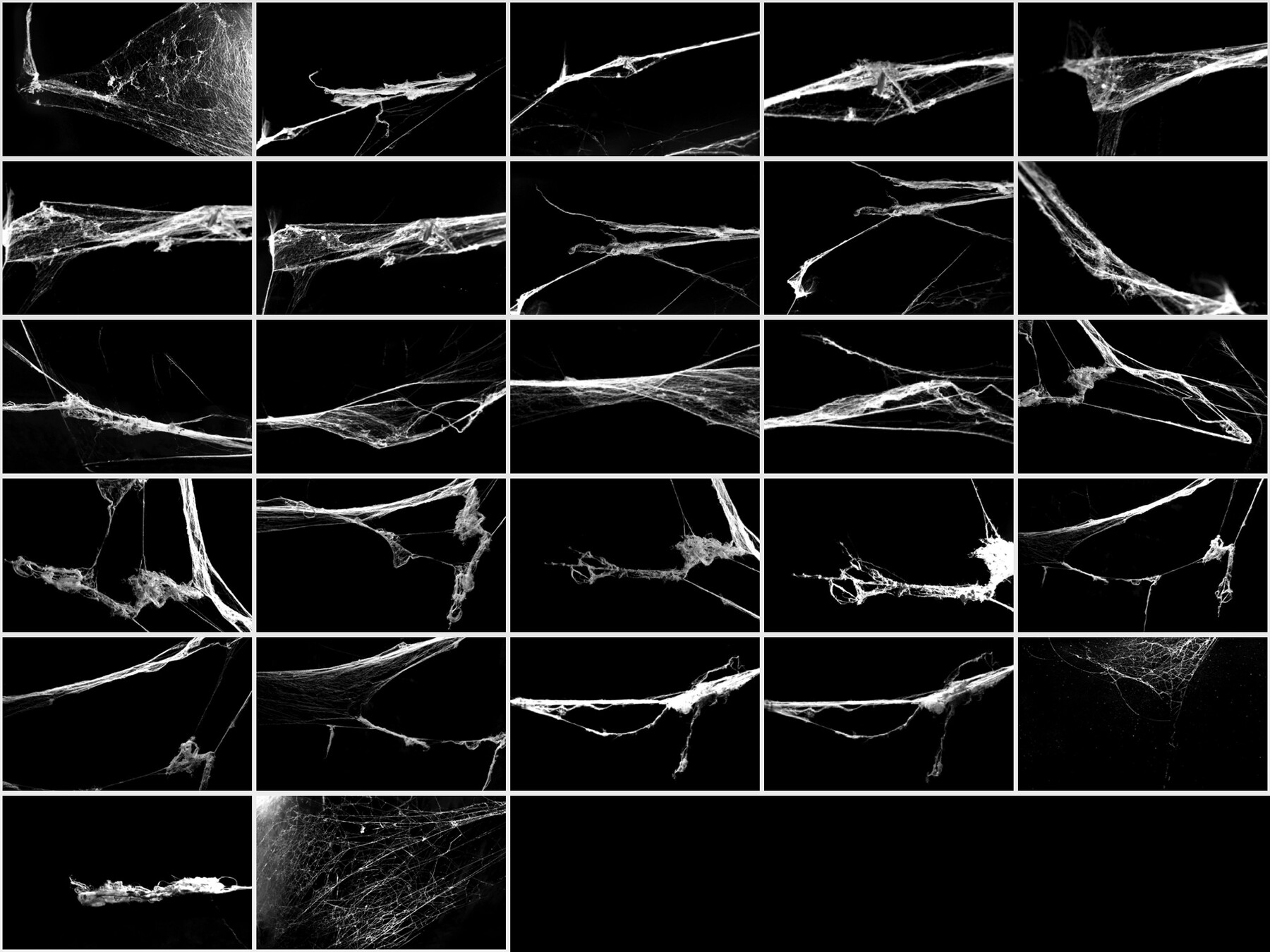 ArtStation - Spider Webs cobwebs - reference images pack | Resources