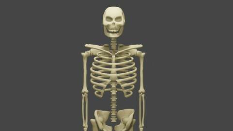 ArtStation - Basic Skeleton - Skull - Esqueleto 3D model | Game Assets