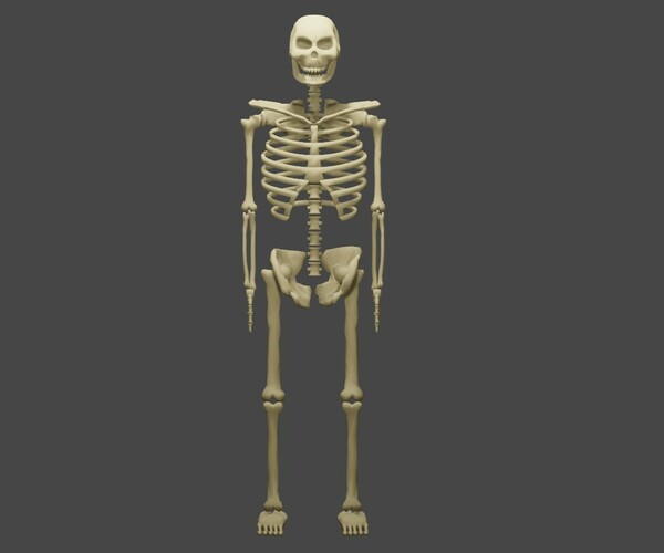 ArtStation - Basic Skeleton - Skull - Esqueleto 3D model | Game Assets