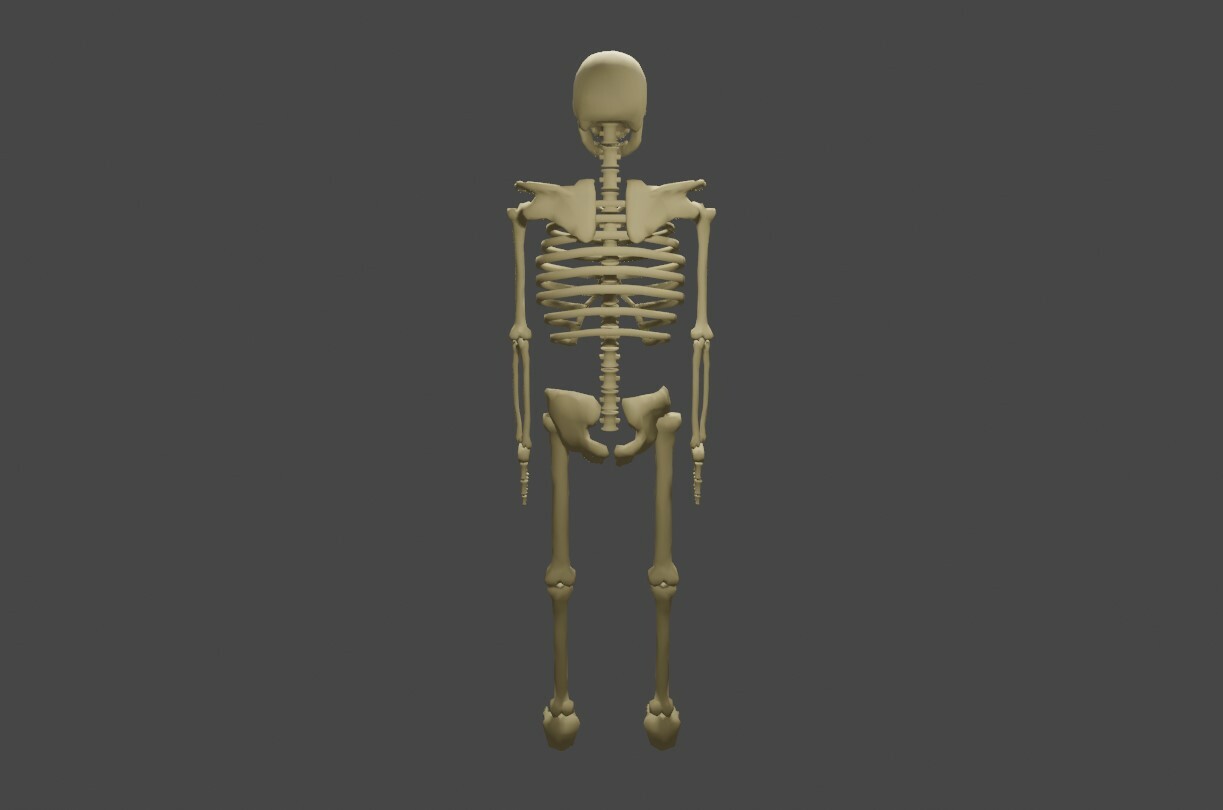 ArtStation - Basic Skeleton - Skull - Esqueleto 3D model | Game Assets