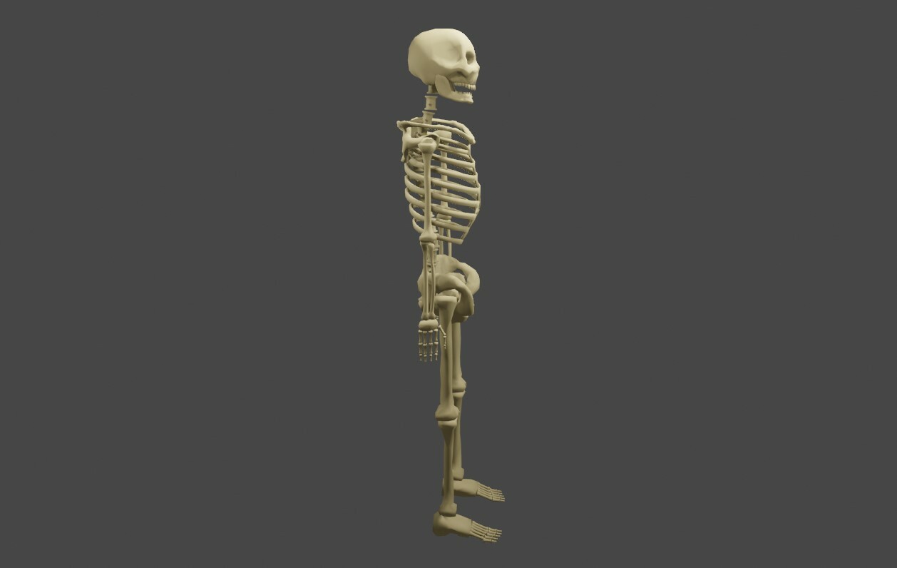ArtStation - Basic Skeleton - Skull - Esqueleto 3D model | Game Assets