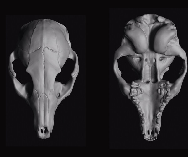 ArtStation - Fox Skull 3D print | Resources
