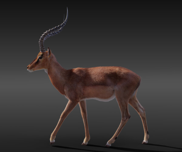 ArtStation - 3D Animal | Impala Animated | Resources
