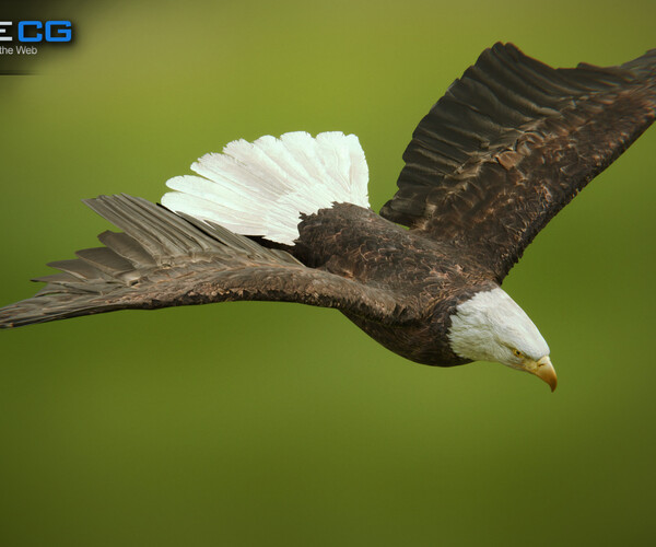 ArtStation - Eagles Pack v3 Unity | Game Assets