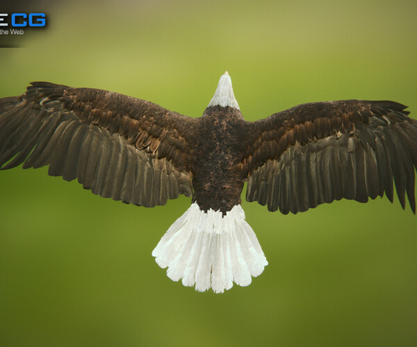 ArtStation - Eagles Pack v3 Unity | Game Assets