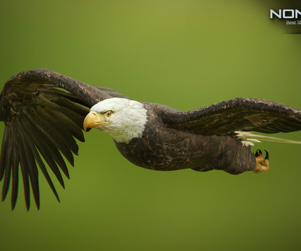 ArtStation - Eagles Pack v3 Unity | Game Assets