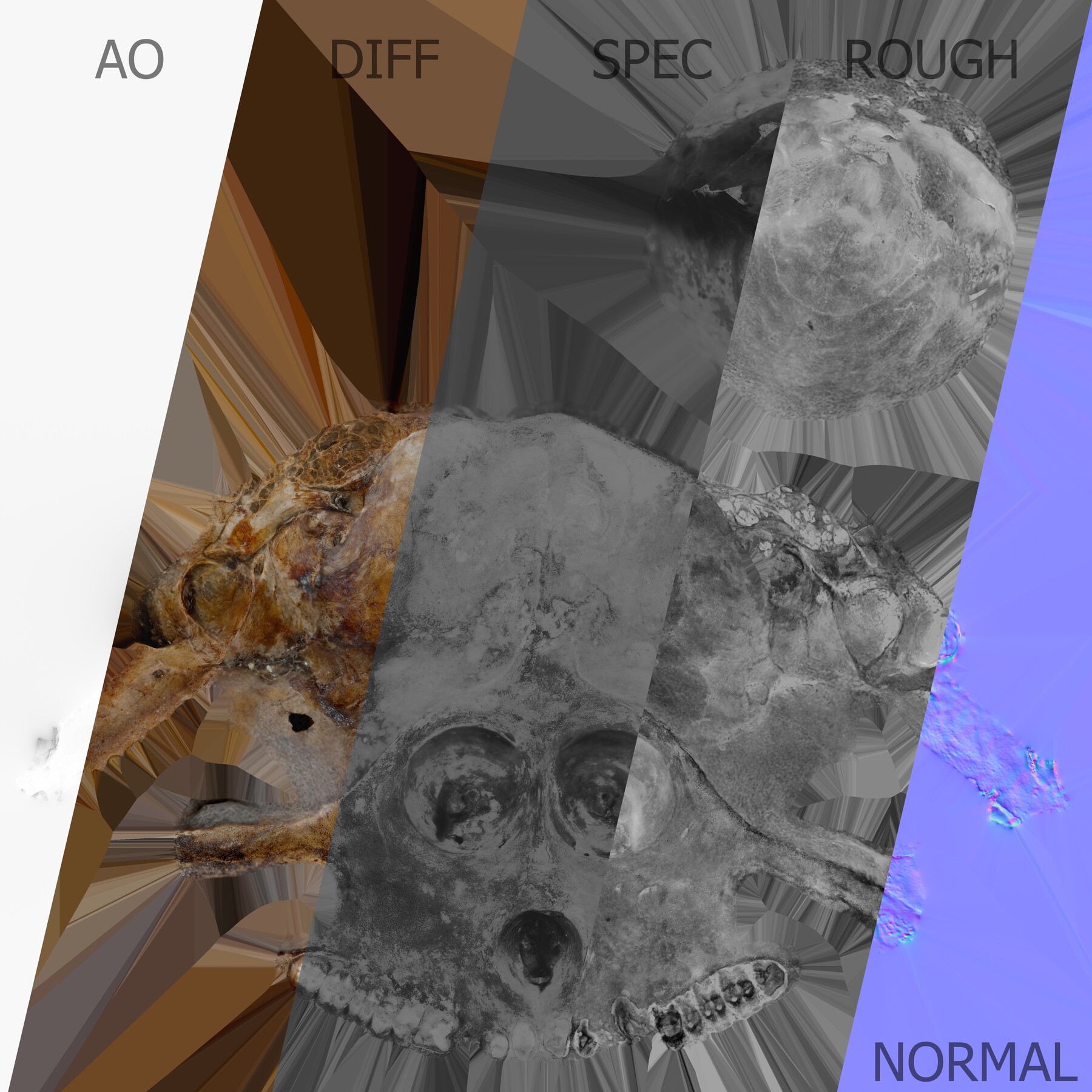 ArtStation - Monkey Skull - 3D Scan with Textures & LODS | Resources