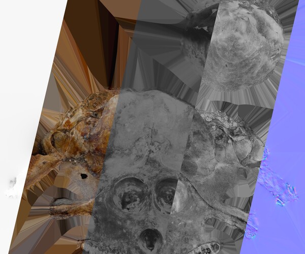 ArtStation - Monkey Skull - 3D Scan with Textures & LODS | Resources