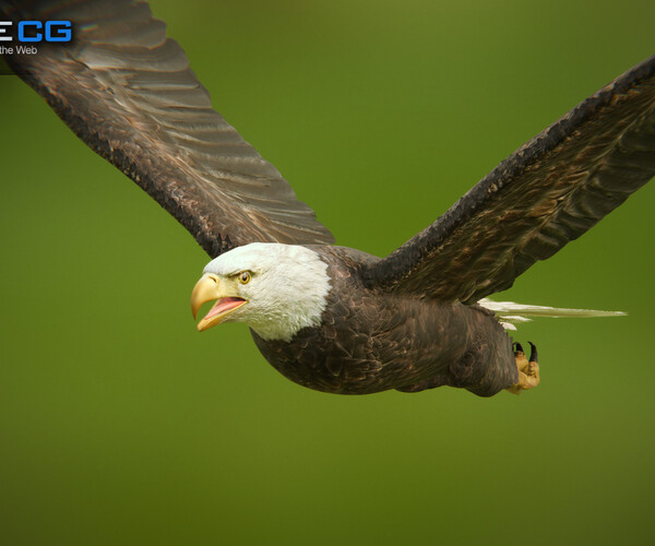 ArtStation - Eagles Pack v3 Unity | Game Assets