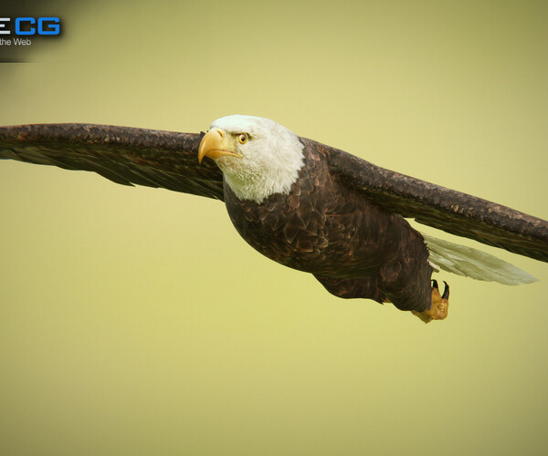 ArtStation - Eagles Pack v3 Unity | Game Assets