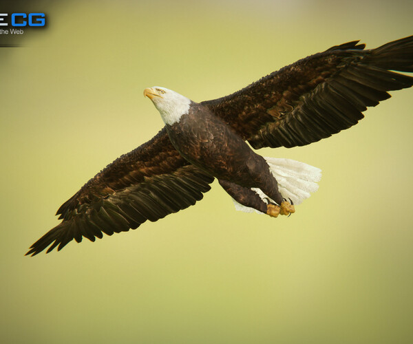 ArtStation - Eagles Pack v3 Unity | Game Assets