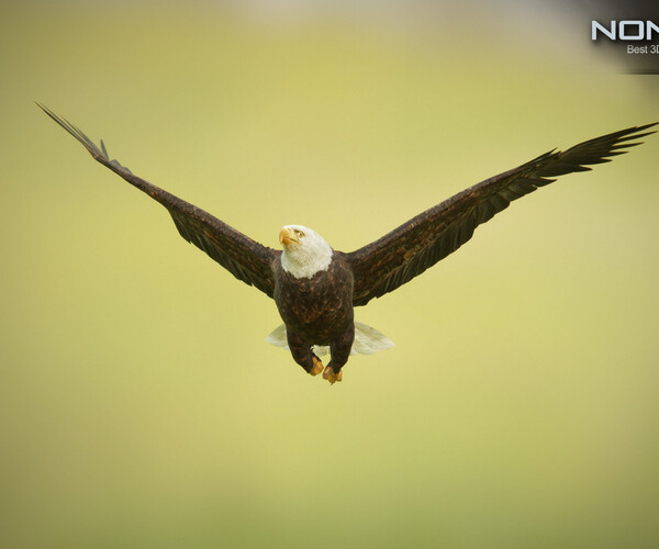 ArtStation - Eagles Pack v3 Unity | Game Assets