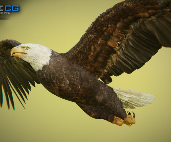 ArtStation - Eagles Pack v3 Unity | Game Assets