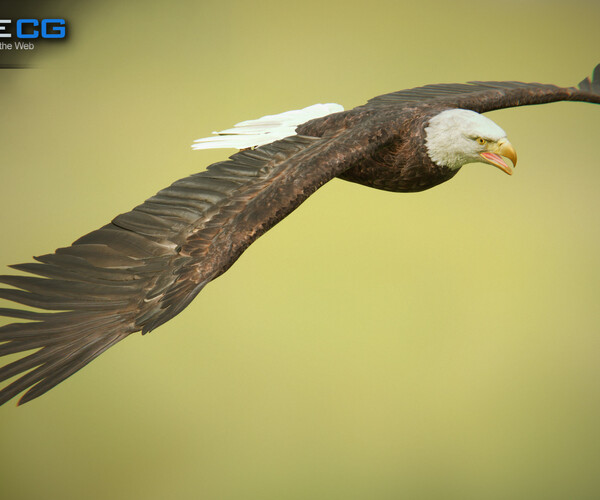 ArtStation - Eagles Pack v3 Unity | Game Assets