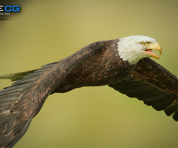 ArtStation - Eagles Pack v3 Unity | Game Assets