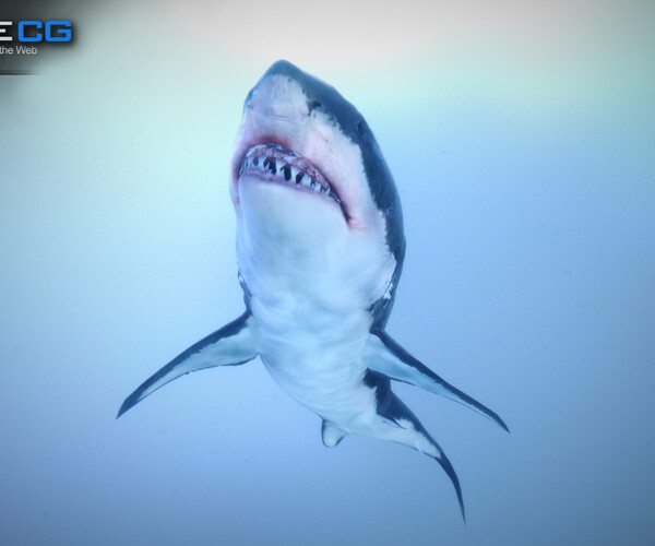 ArtStation - White Shark v2 Unity | Resources