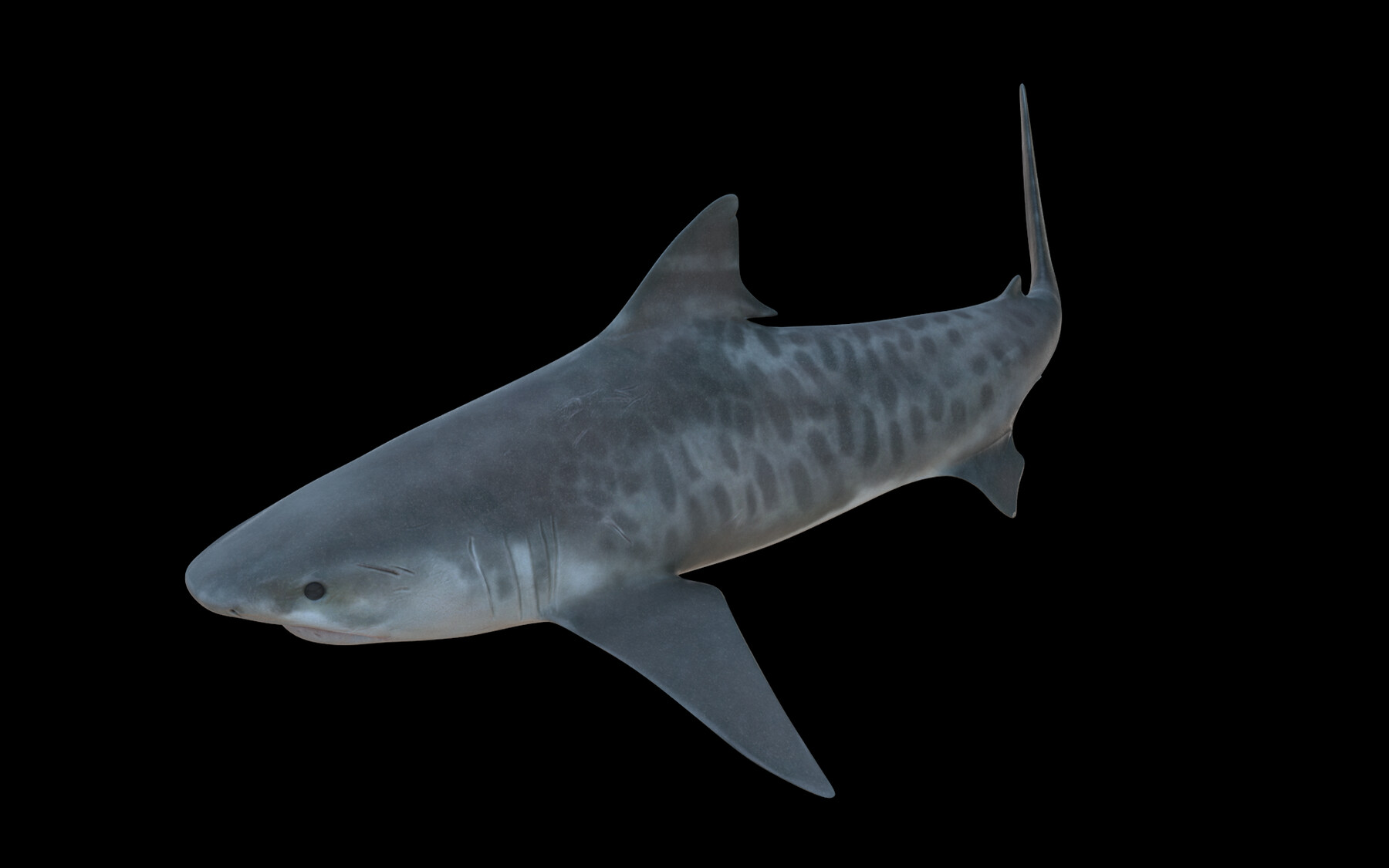 ArtStation - Tiger Shark | Game Assets