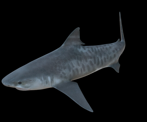 ArtStation - Tiger Shark | Game Assets