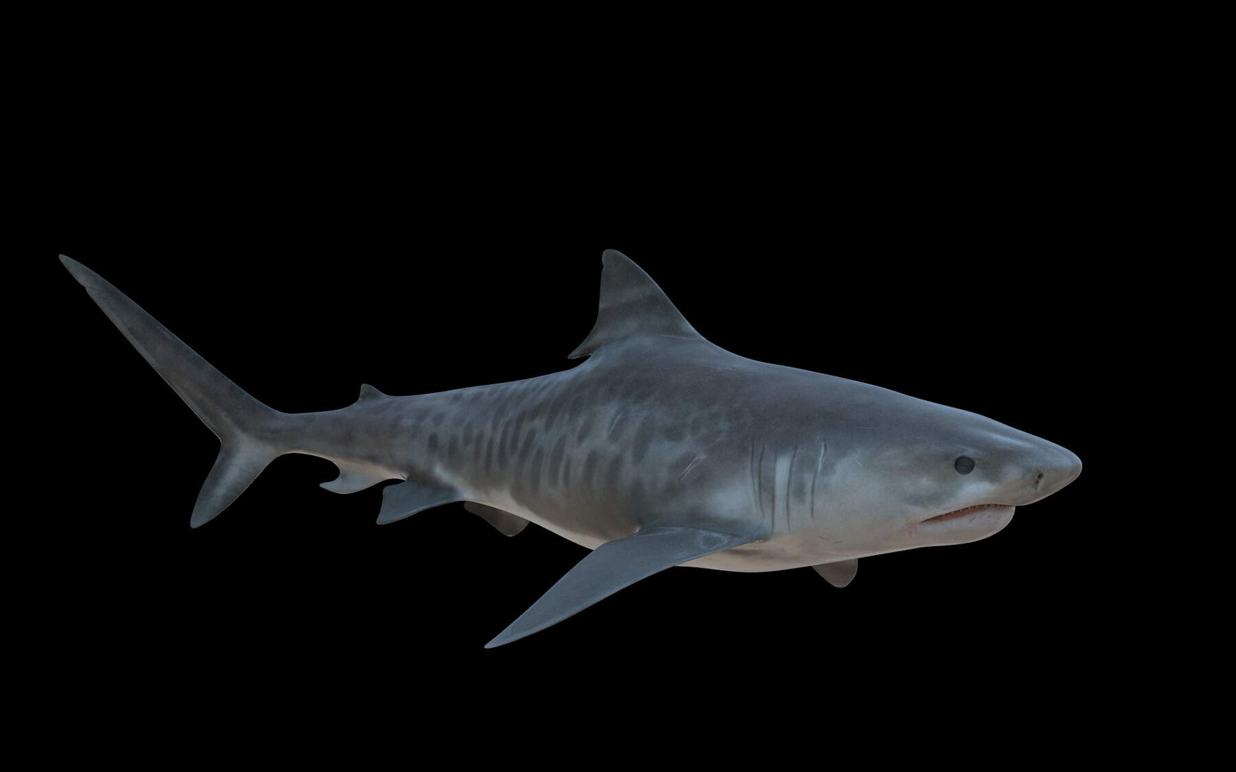 ArtStation - Tiger Shark | Game Assets