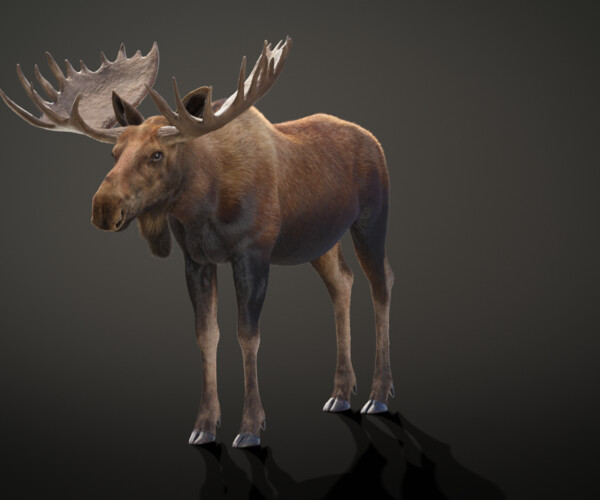 ArtStation - 3D Animal | Moose Male Animated | Resources