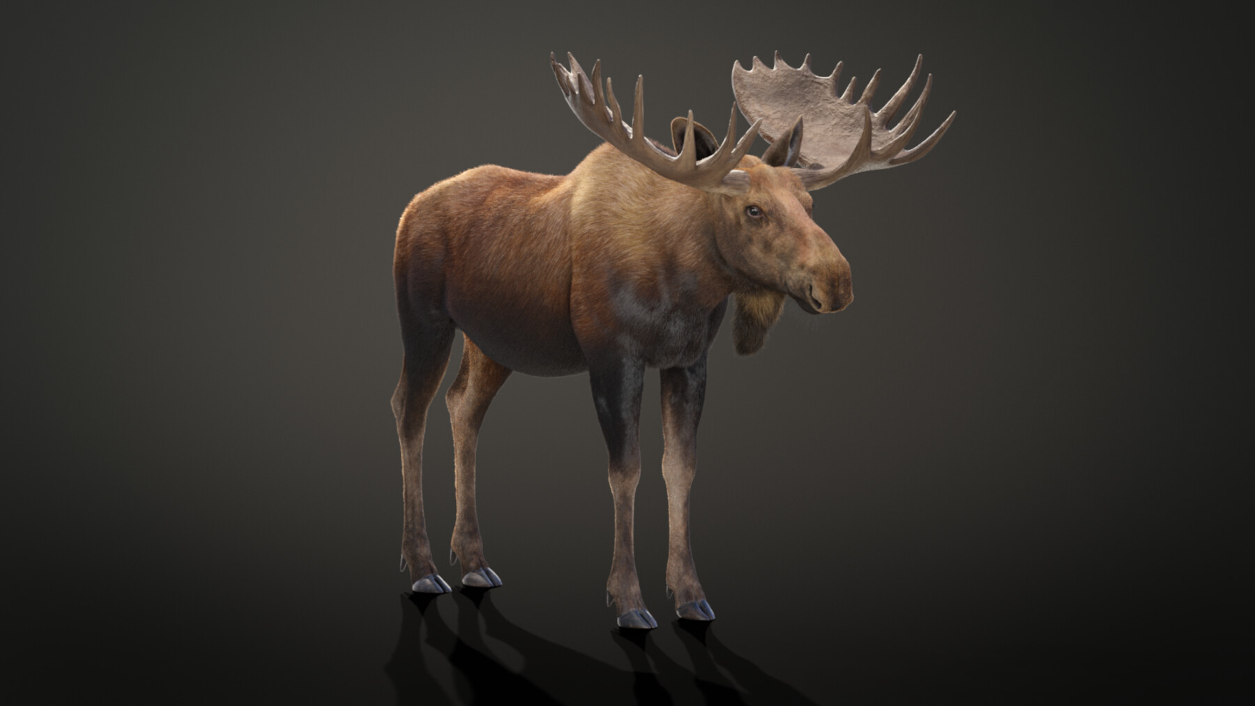 ArtStation - 3D Animal | Moose Male Animated | Resources
