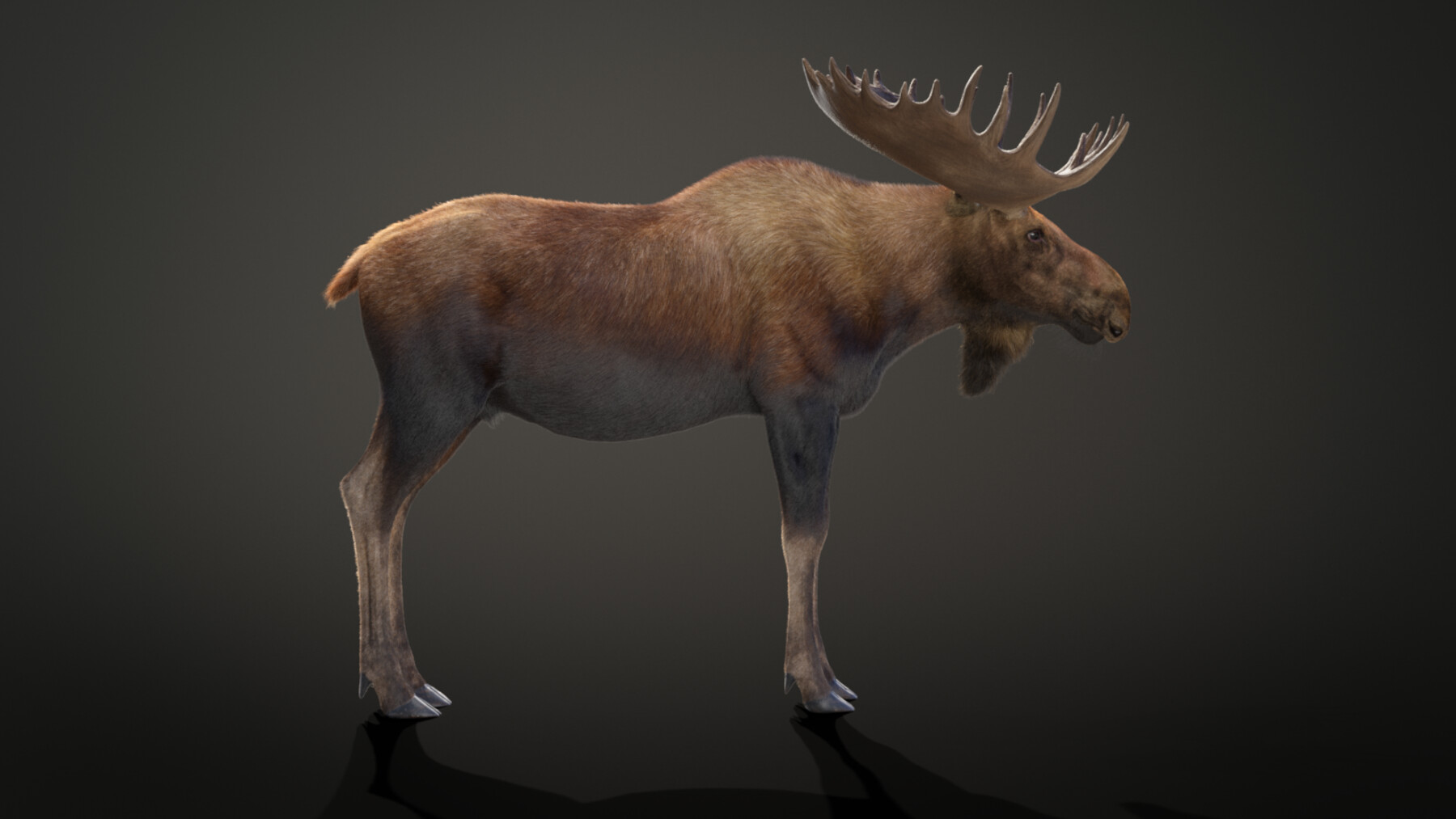 ArtStation - 3D Animal | Moose Male Animated | Resources