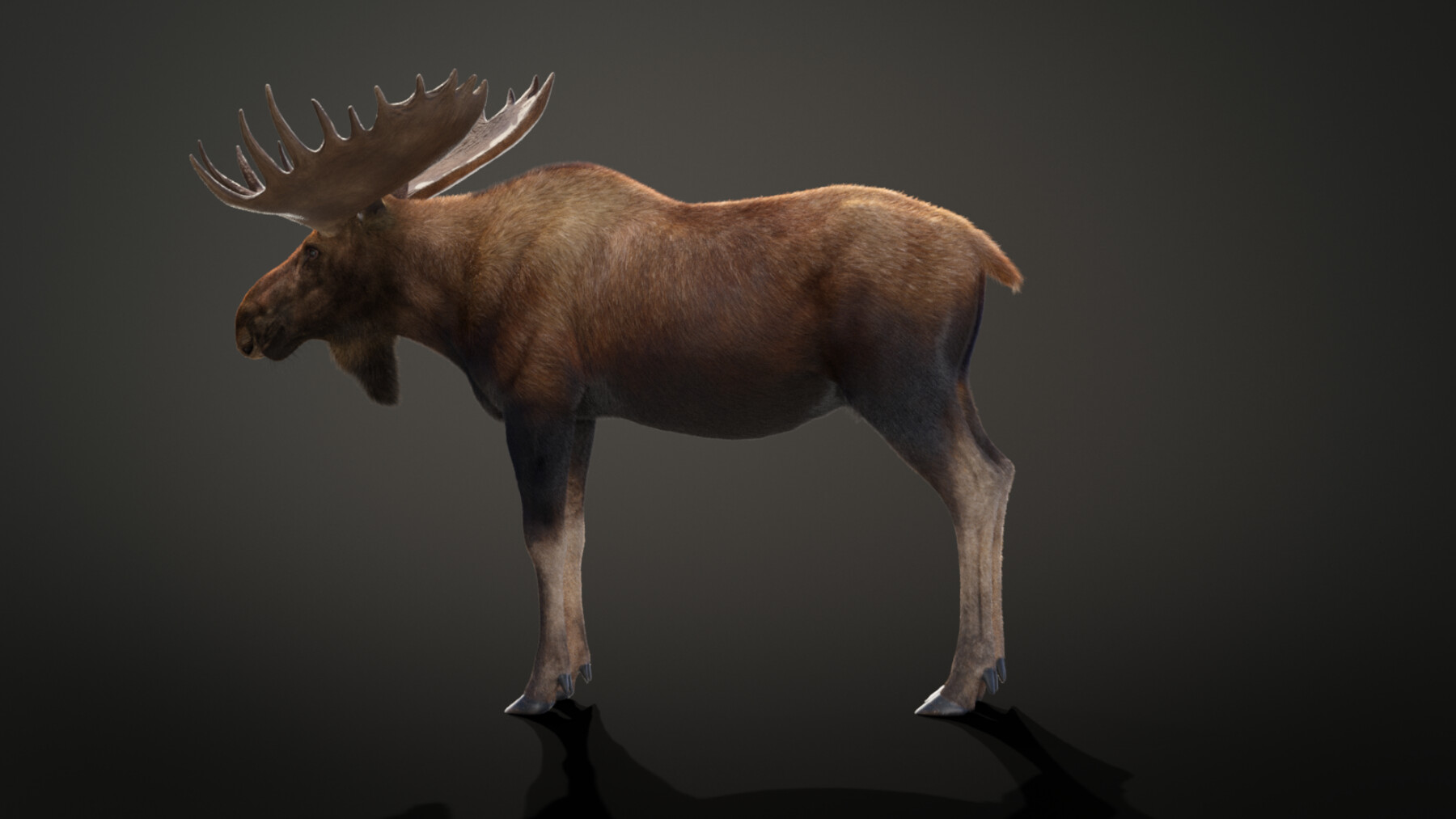ArtStation - 3D Animal | Moose Male Animated | Resources