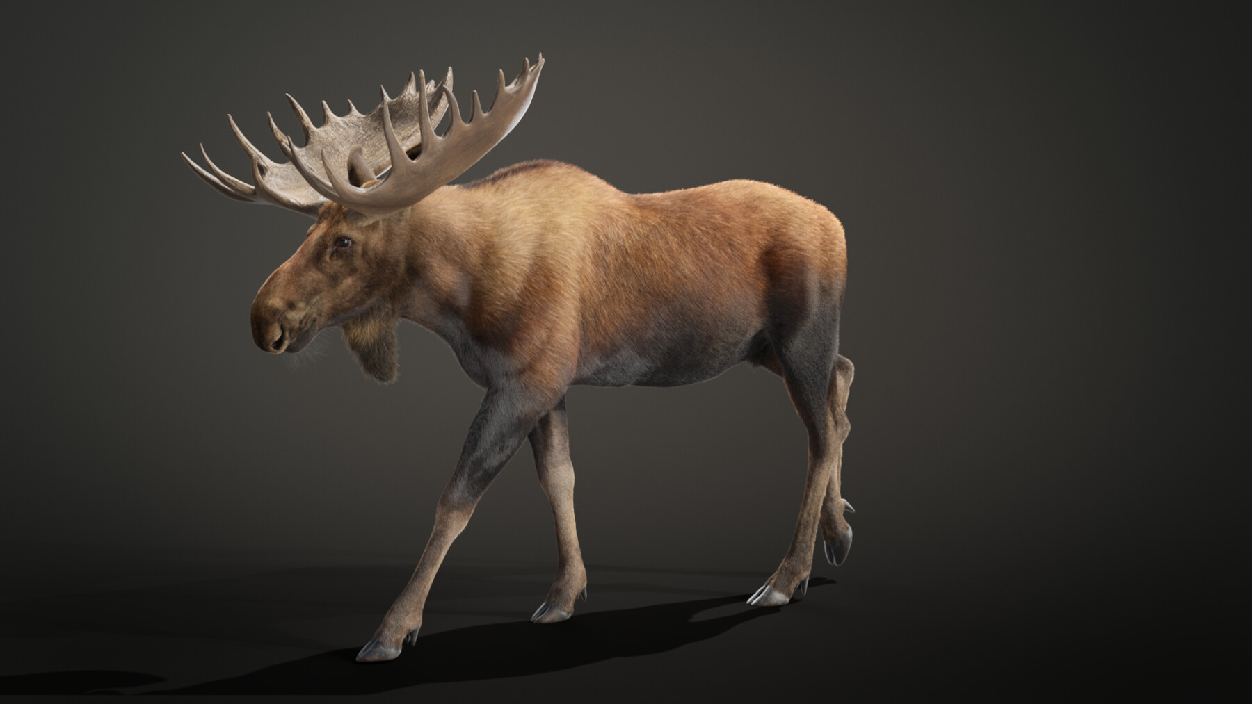 ArtStation - 3D Animal | Moose Male Animated | Resources