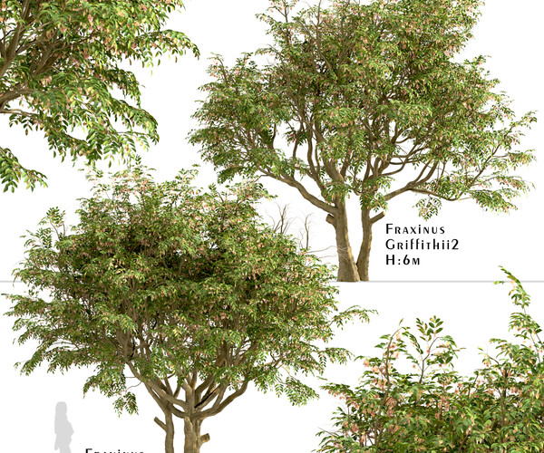 ArtStation - Set of Fraxinus Griffithii Trees (Griffiths ash) (2 Trees ...