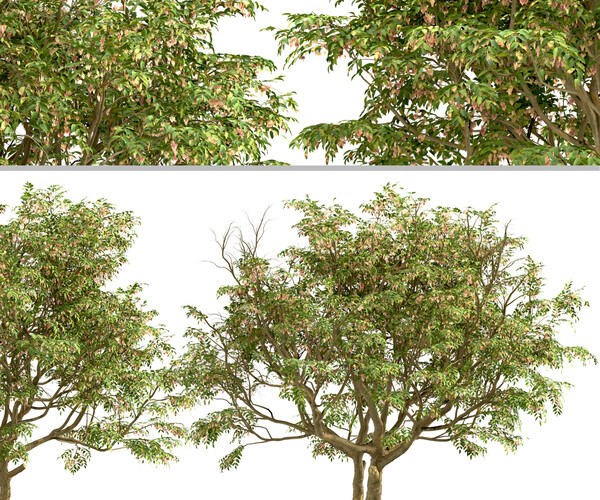 ArtStation - Set of Fraxinus Griffithii Trees (Griffiths ash) (2 Trees ...