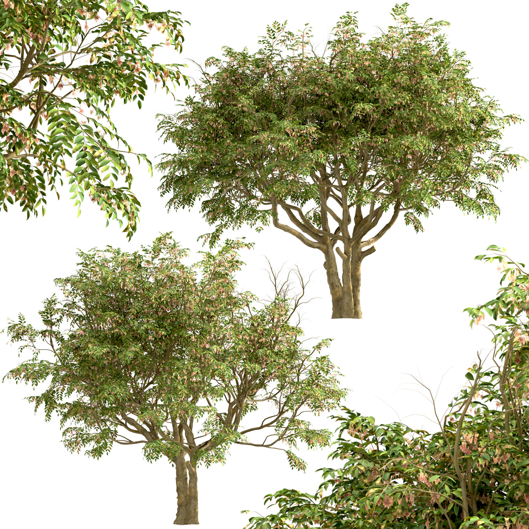 ArtStation - Set of Fraxinus Griffithii Trees (Griffiths ash) (2 Trees ...