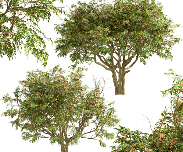 ArtStation - Set of Fraxinus Griffithii Trees (Griffiths ash) (2 Trees ...