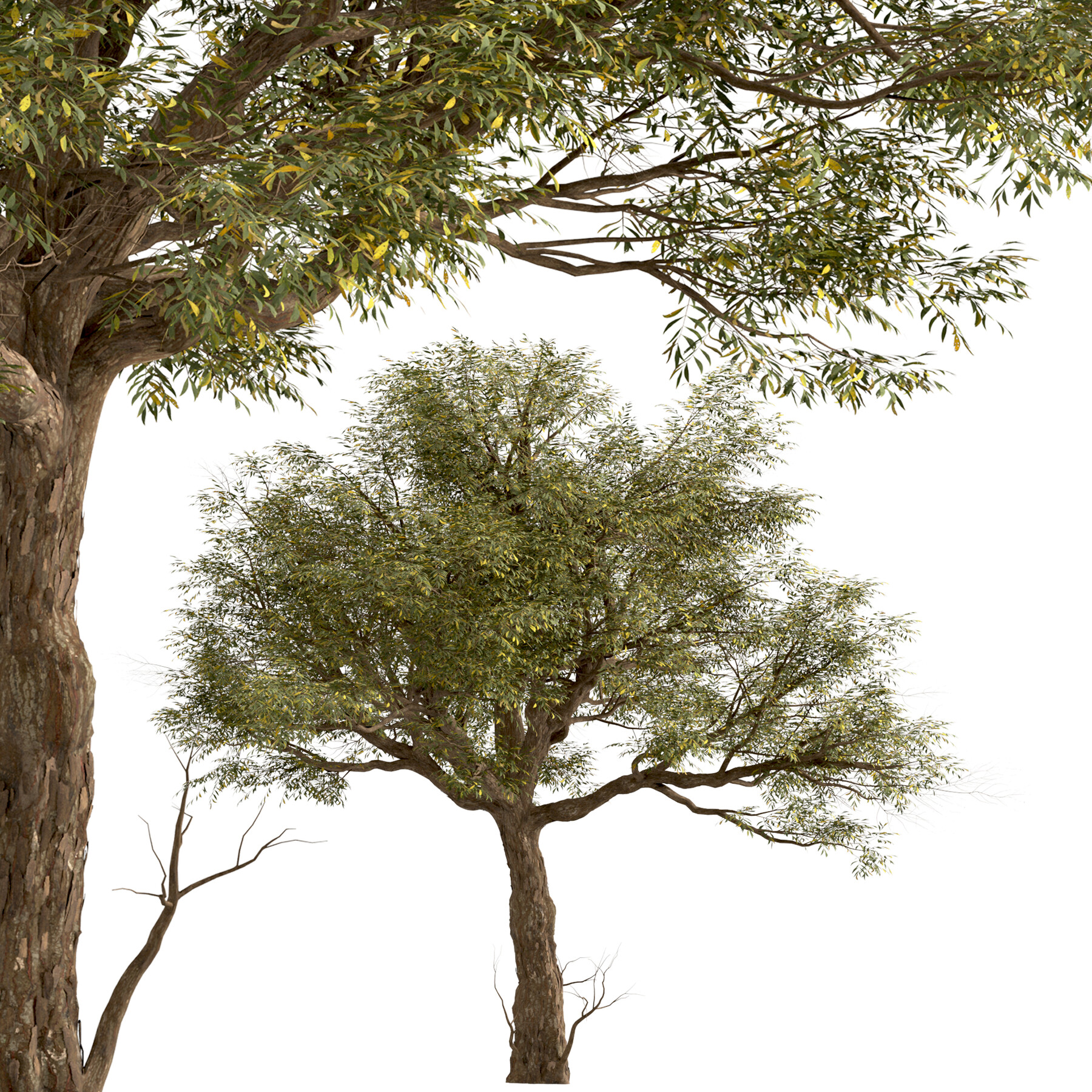 ArtStation - Set of Acacia Tortilis Trees (Vachellia tortilis) (2 Trees ...