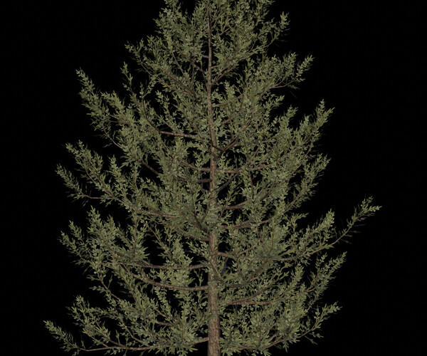 ArtStation - Spruce Tree Animated and Rigged 3D model | Resources