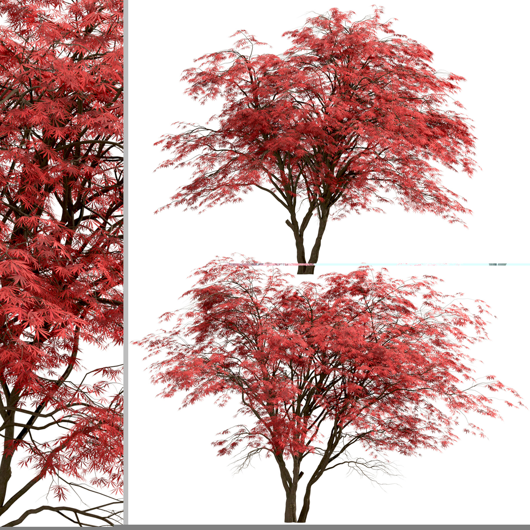 ArtStation - Set of Japanese Maple Trees (Acer Palmatum) (2 Trees) | Resources