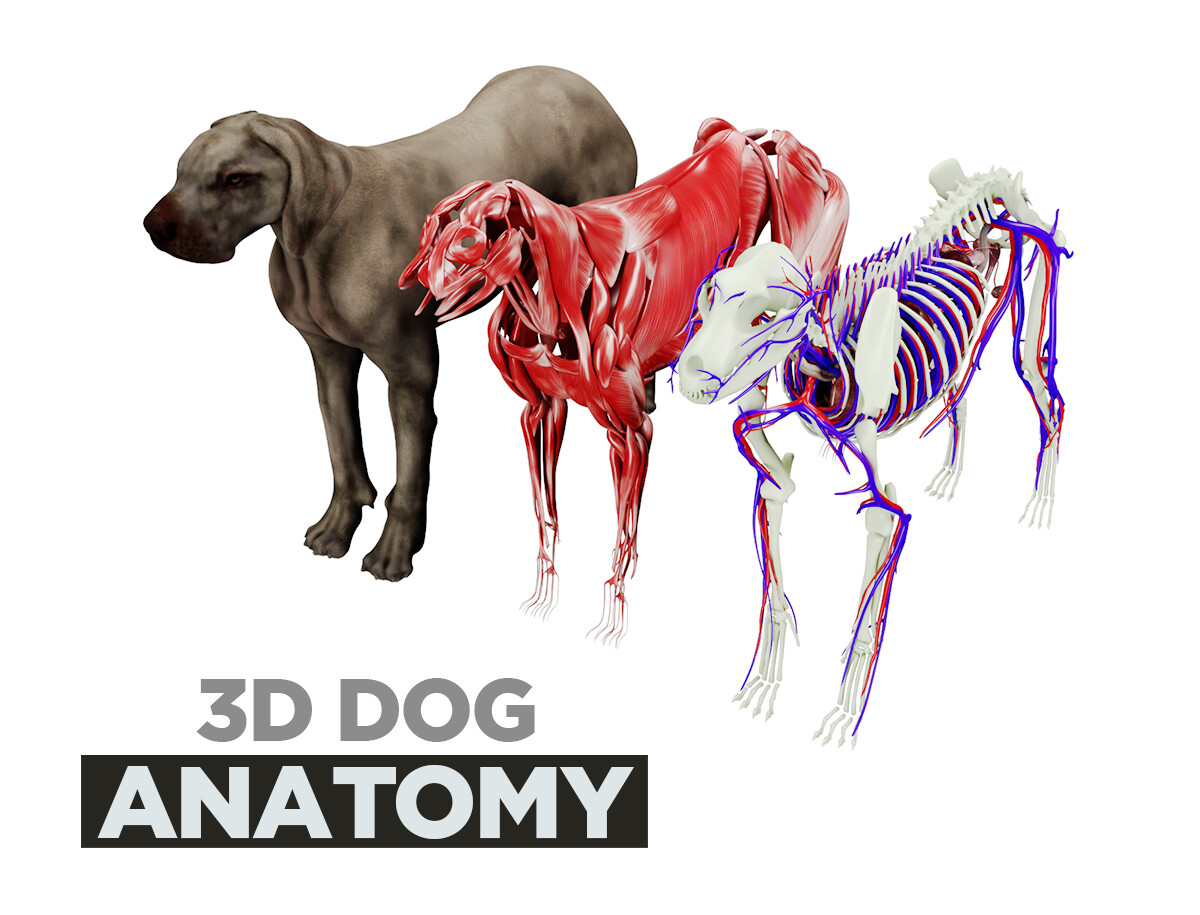 ArtStation - Dog Anatomy with internal organs - 4k textures 3D model ...