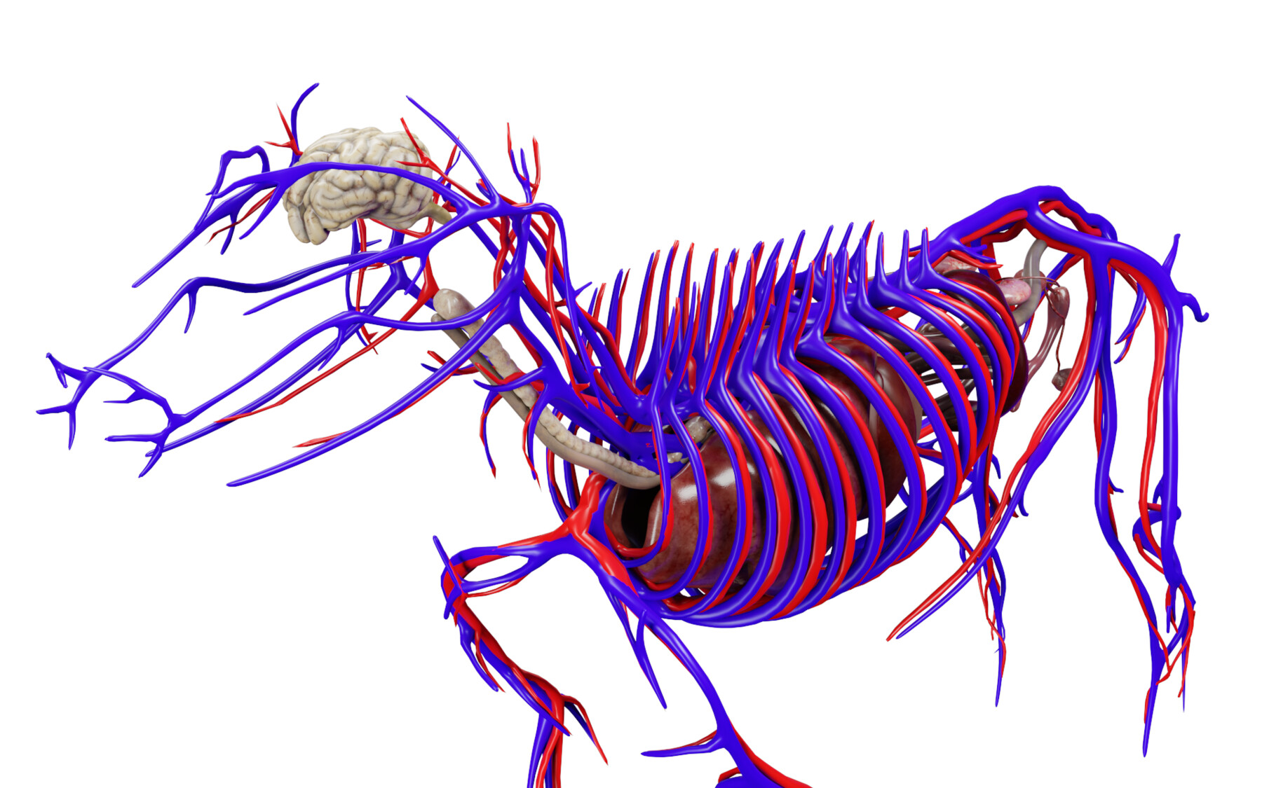 ArtStation - Dog Anatomy with internal organs - 4k textures 3D model ...