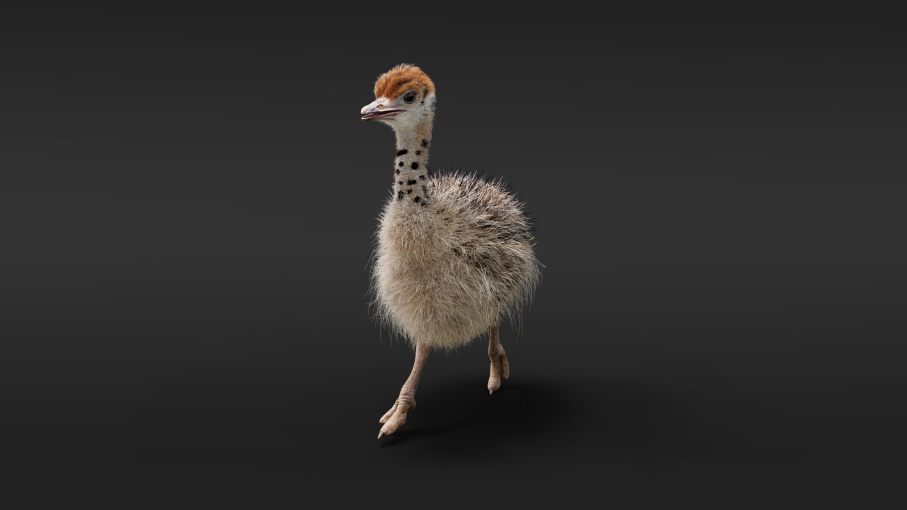 ArtStation - 3D Animal | Young Ostrich Animated | Resources